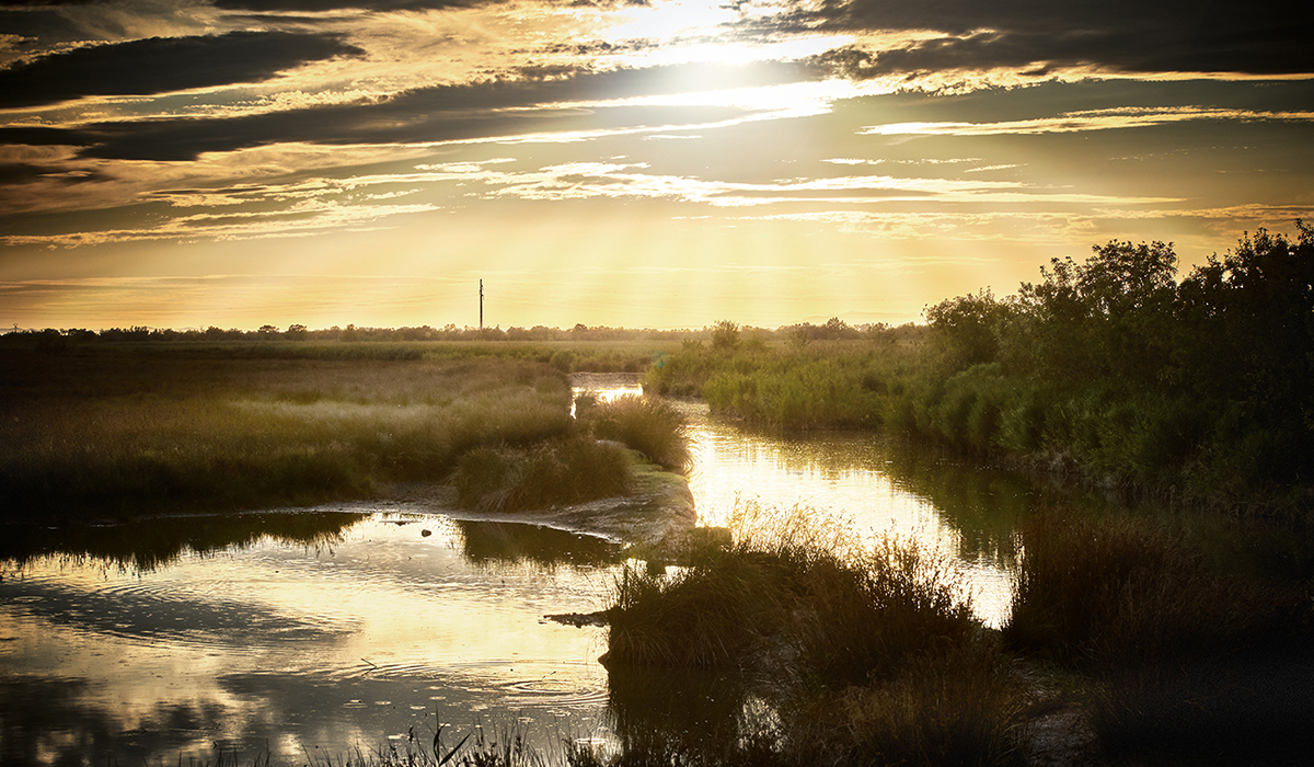 Sumpf – FOTOGRAFIE – Kleinfeld